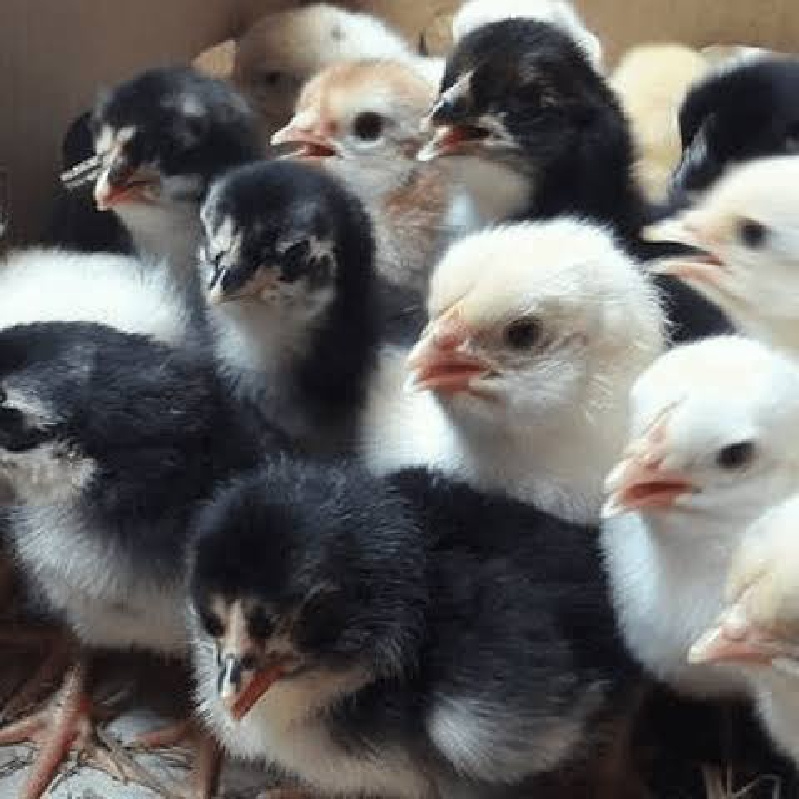 Jual Day Old Chicken (DOC) Bibit Ayam KUB | Shopee Indonesia