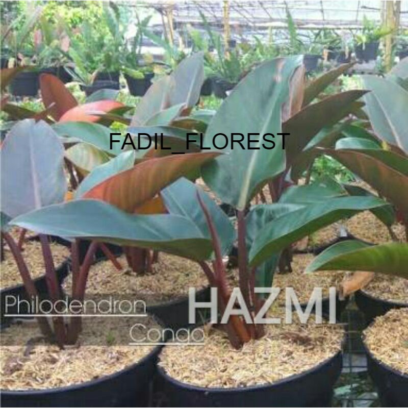 Jual Tanaman Hias Philodendron Red Congo 。 Philo Red congo | Shopee ...