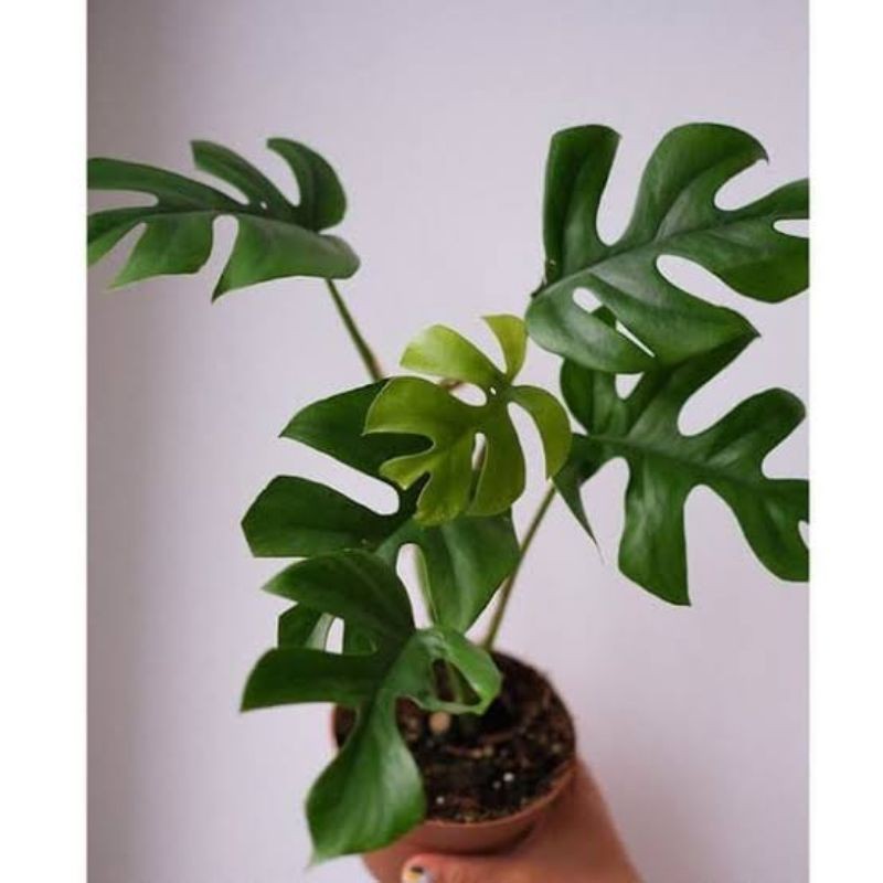 Jual MONSTERA MINIMA - Tanaman Hias Monstera Rhaphidophora Minima ...