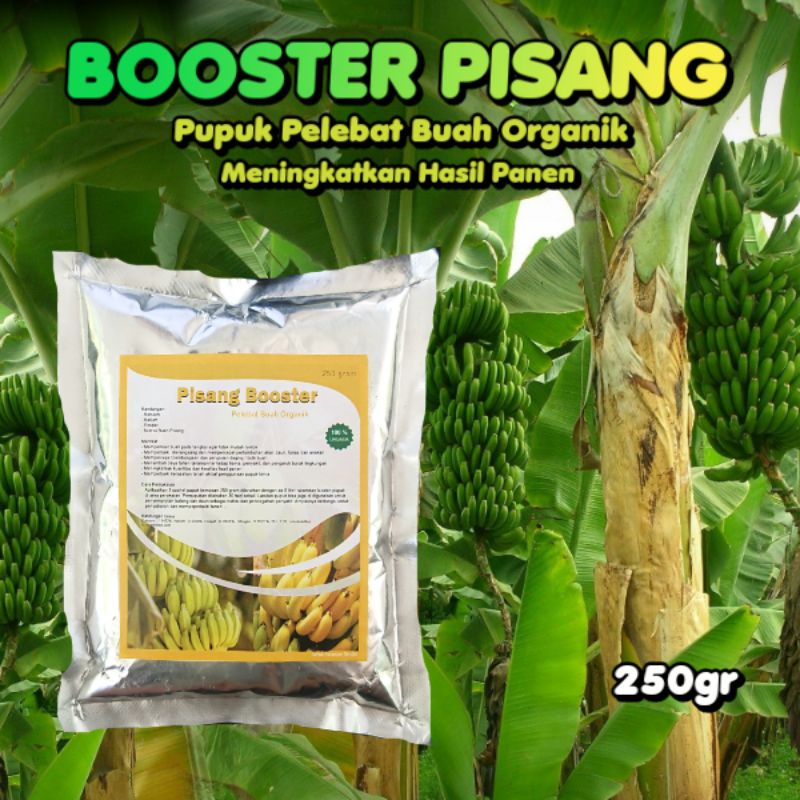 Jual Pupuk Pisang Organik Pembesar Batang Pelebat Buah Booster Penyubur Tanaman Meningkatkan ...
