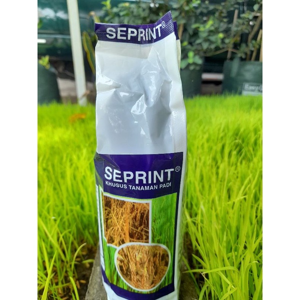 Jual Pupuk Sprint Seprint Khusus Tanaman Padi 500ml | Shopee Indonesia