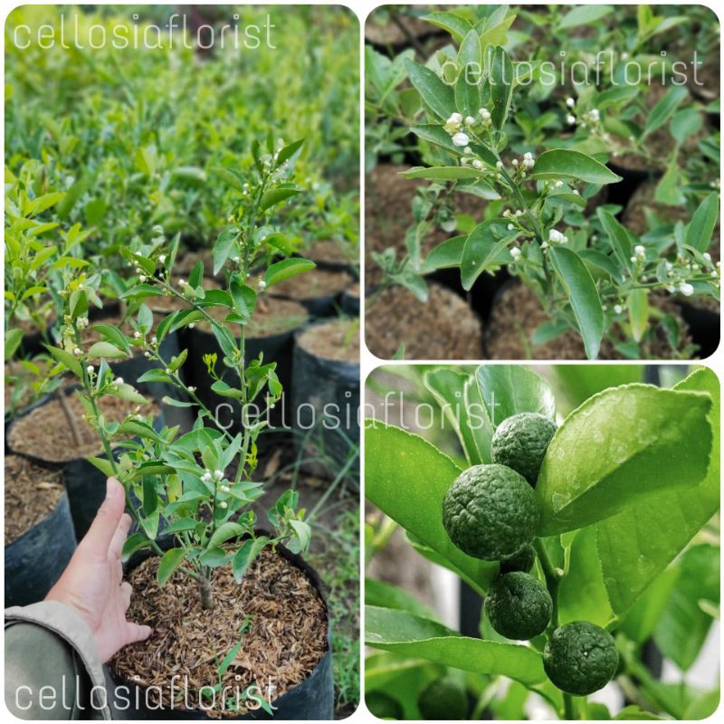 Jual Bibit Tanaman Buah Jeruk Sambal / Jeruk Limau Leemo (Sudah Berbuah ...