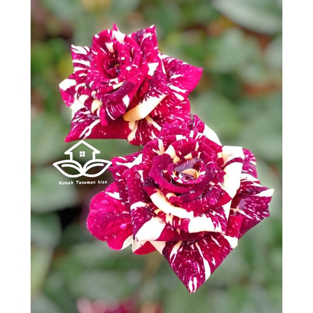 Jual Bibit Mawar (Batik Abra) | Shopee Indonesia