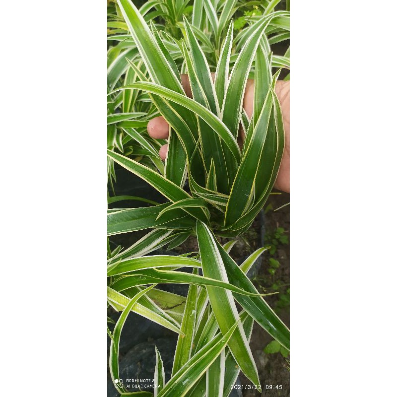 Jual lili paris | Shopee Indonesia