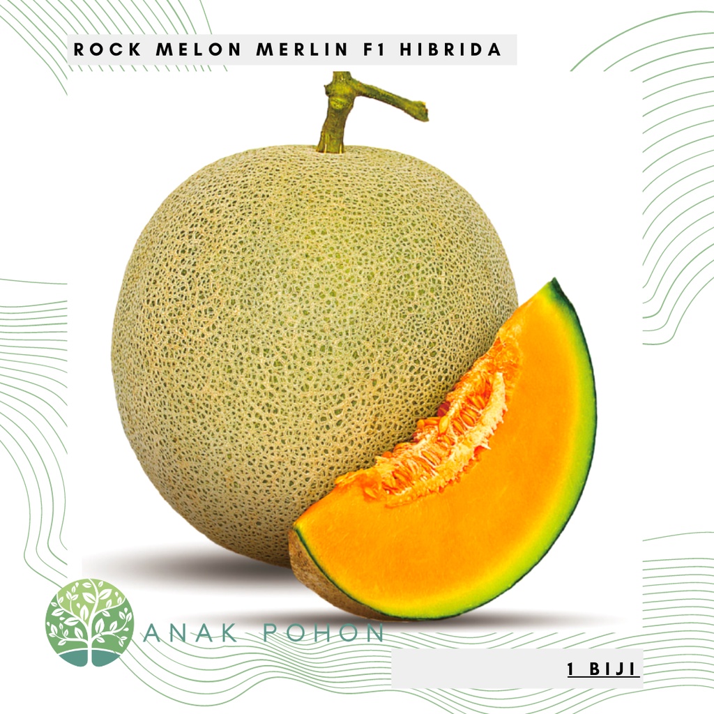 Jual Benih Bibit Biji - Melon Merlin F1 Hibrida Sweet Rock Melon Orange ...