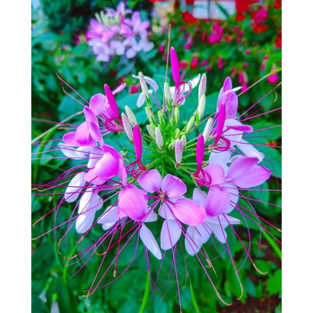 Jual Tanaman hias Bunga laba laba tarantula / cleome spider / cleome ...