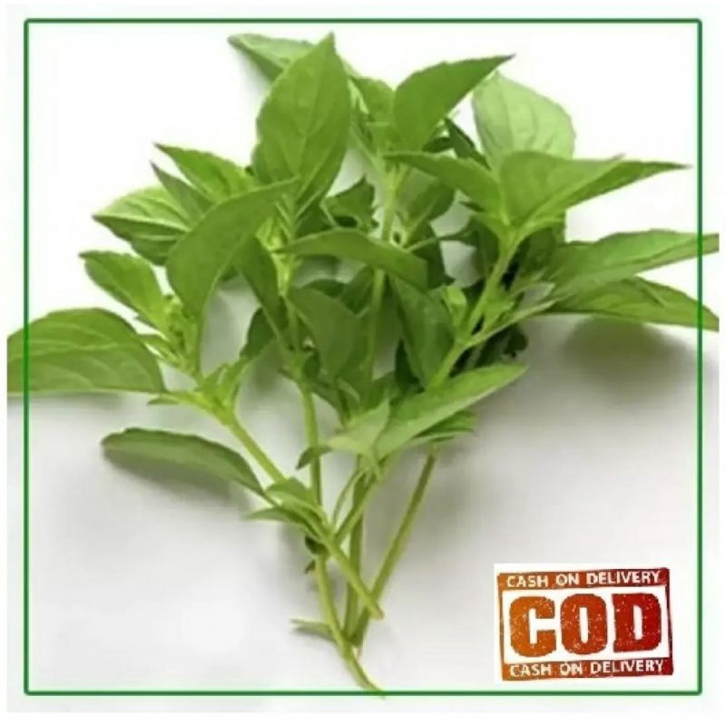 Jual Bisa bayar di tempat - Kemangi 400 biji bibit seed Benih daun ...