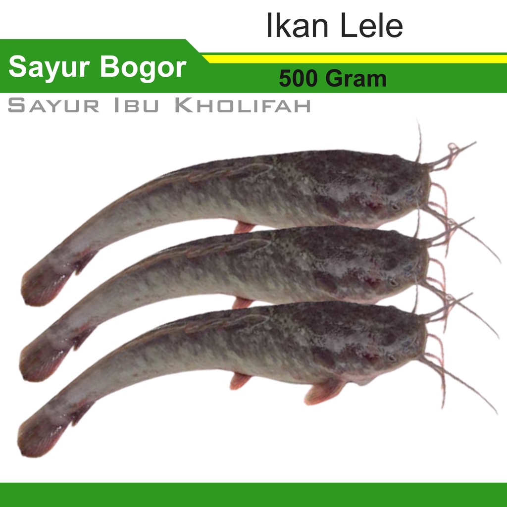 Jual Ikan Lele Segar 500 gram Ikan Segar Bogor | Shopee Indonesia