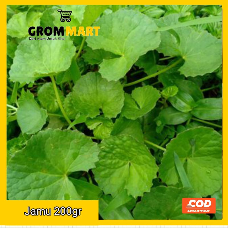 Jual Daun pegagan centella asiatica obat 200 gr | Shopee Indonesia