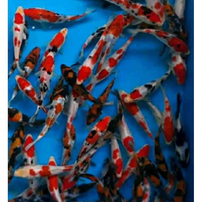 Jual Paket 1KaN Koi 50 Ekor Kohaku Mix Warna Terang/ iK4N Koi Merah ...