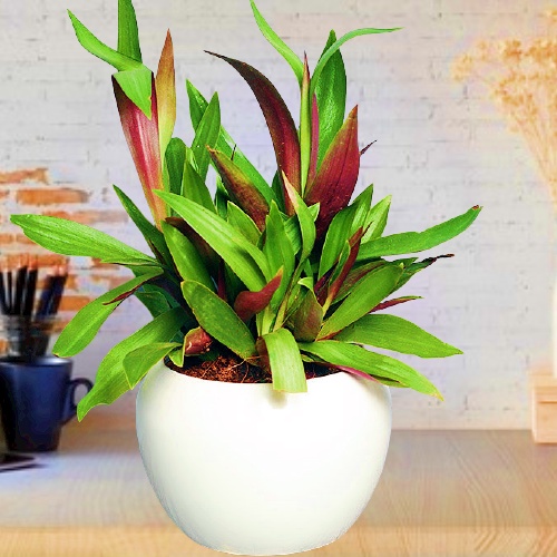 Jual Tanaman Hias Adam Hawa - Rhoeo discolor - houseplant - indoor ...