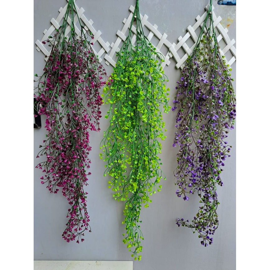 Jual dnd / DAUN ADMIRALTY + wajik / bunga juntai/ bunga rambat/ bunga ...