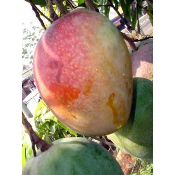 Jual bibit pohon mangga red Brazil | Shopee Indonesia