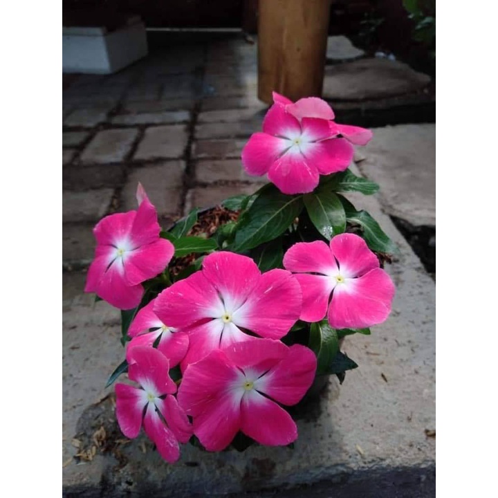 Jual Tanaman Hias Bunga Vinca - Tapak Dara - Periwinkle - Sudah ...