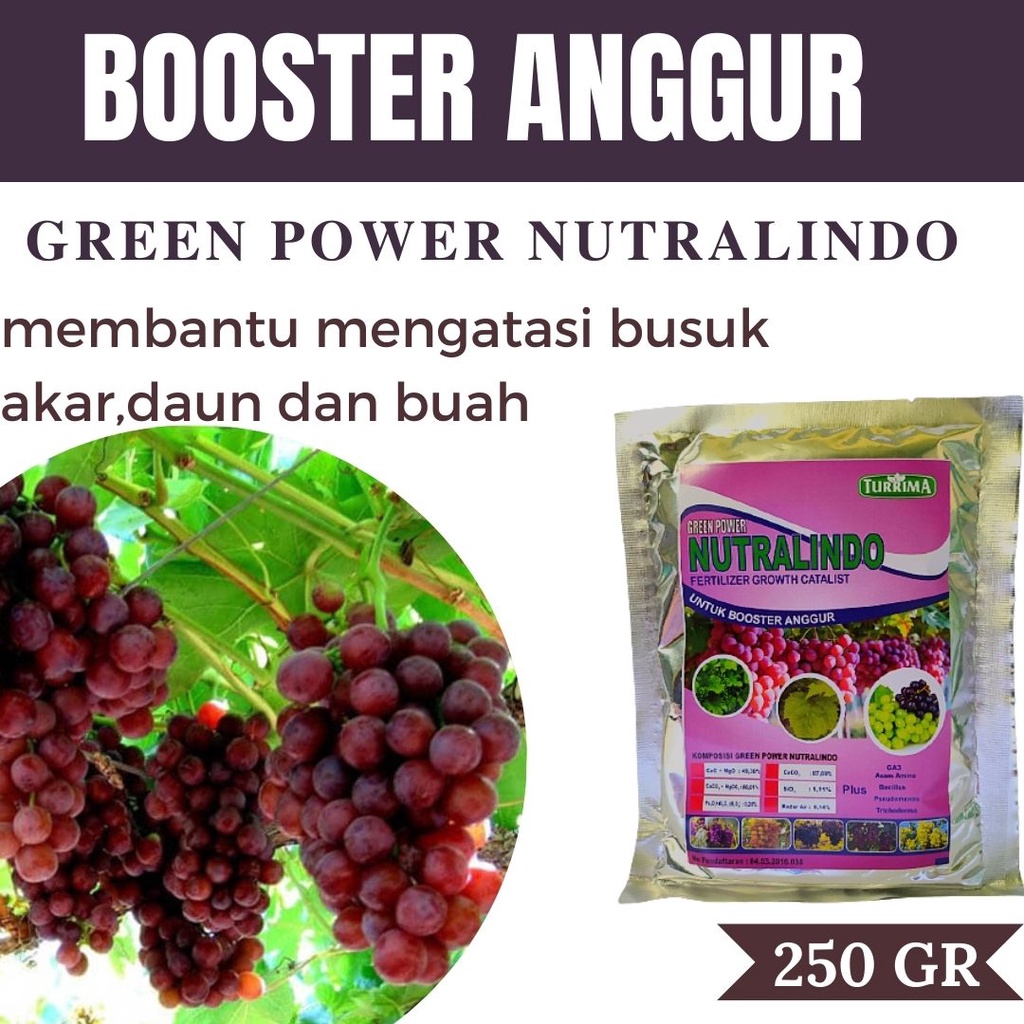 Jual Pembesar Buah Anggur Organik, Pupuk Anggur Anti Busuk Buah ...