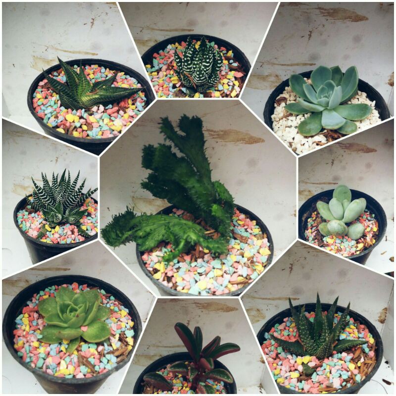 Jual paketan sekulen mini 20pcs | Shopee Indonesia