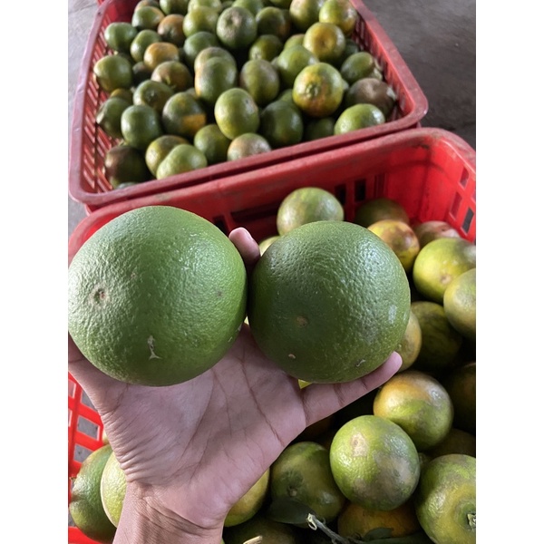 Jual jeruk baby java manis ( jeruk malang) per 1kg | Shopee Indonesia
