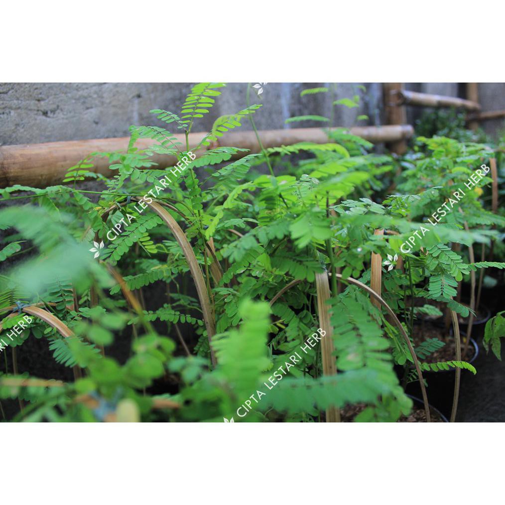 Jual K1Ds Bibit Tanaman Saga Pohon Saga Tanaman Daun Saga Pohon Daun ...