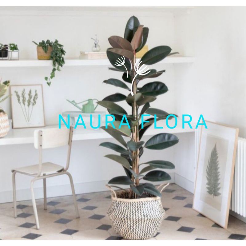Jual Tanaman Hias karet kebo merah Rubber plant ficus elastica Herbal ...