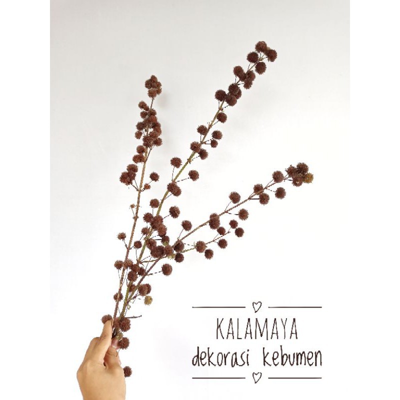 Jual Dried Bunga Pom pom Jumbo Kering/marigold/terrarium dekorasi ...