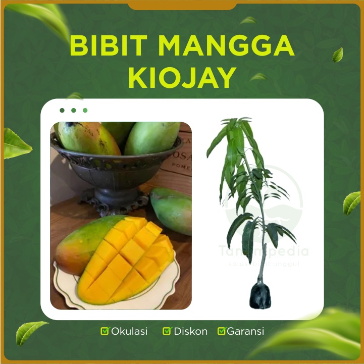 Jual Bibit Mangga Kiojay / Mangga Kioje / Tanaman Buah Mangga Kyojay ... Jual Bibit Mangga Kiojay / Mangga Kioje / Tanaman Buah Mangga Kyojay ...