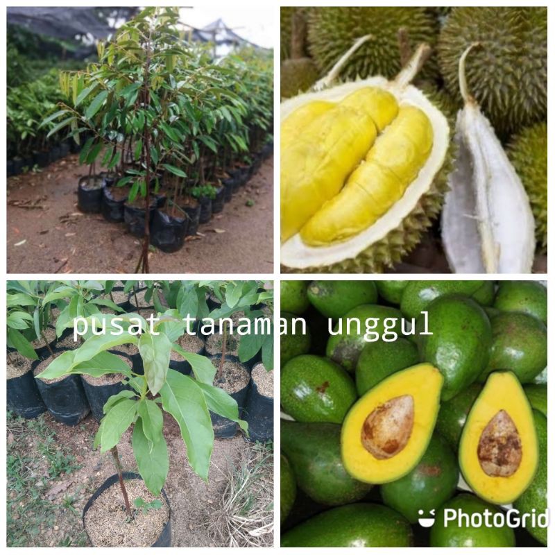 Jual promo paket hemat berkebun 2 macam jenis bibit super durian ... Jual promo paket hemat berkebun 2 macam jenis bibit super durian ...