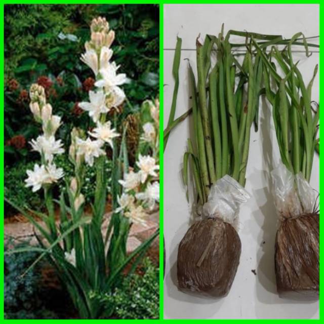Jual BIBIT JADI BUNGA SEDAP MALAM SIAP TANAM | Shopee Indonesia