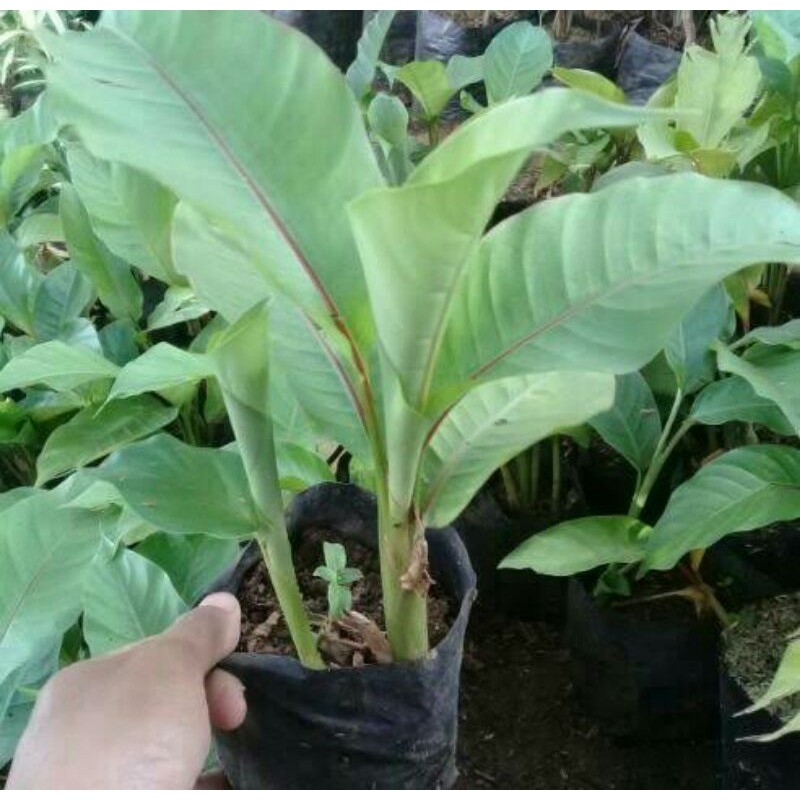Jual Tanaman Hias Pohon Pisang Pisangan Bali Lobster Claws Shopee