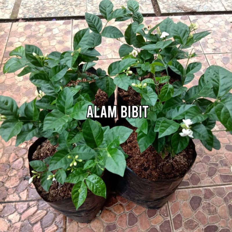 Jual Bibit melati kampung (beli 5 gratis 1) | Shopee Indonesia