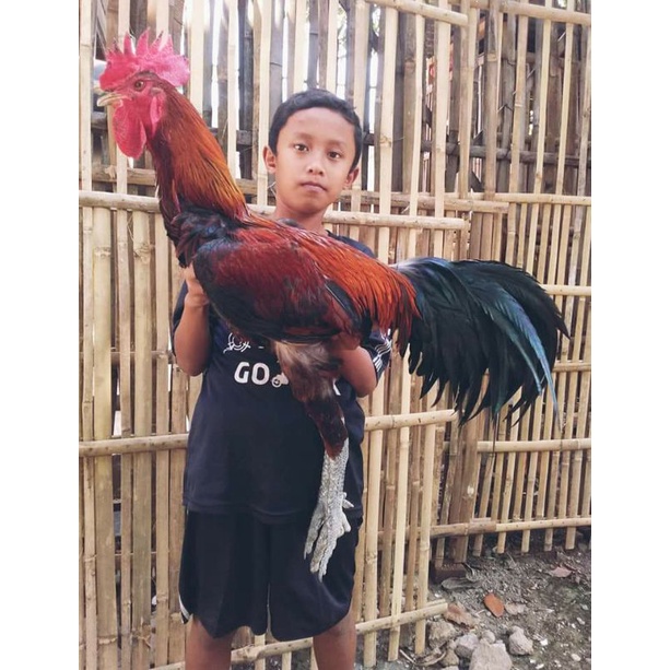 Jual Ayam Pelung Asli Terlengkap & Harga Terbaru Juni 2026 | Shopee ...