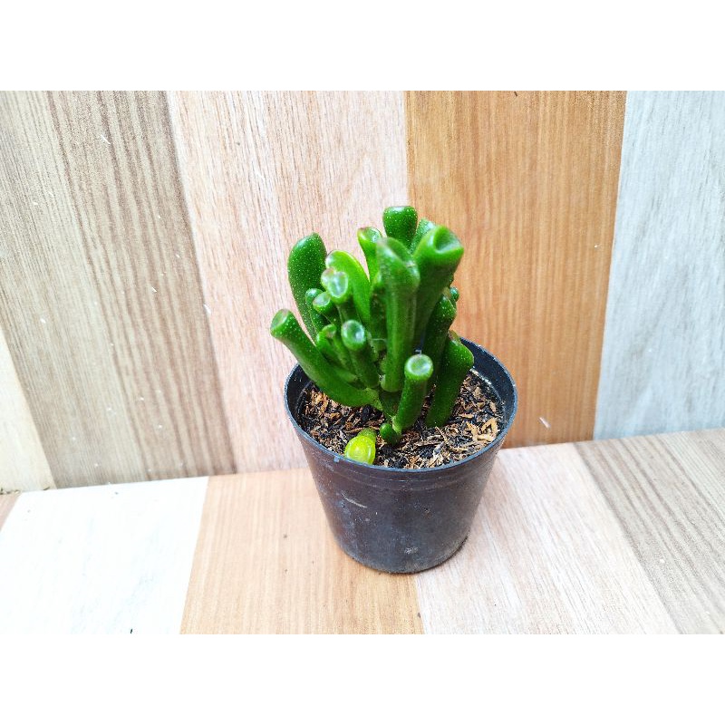 Jual skulen gollum | Shopee Indonesia