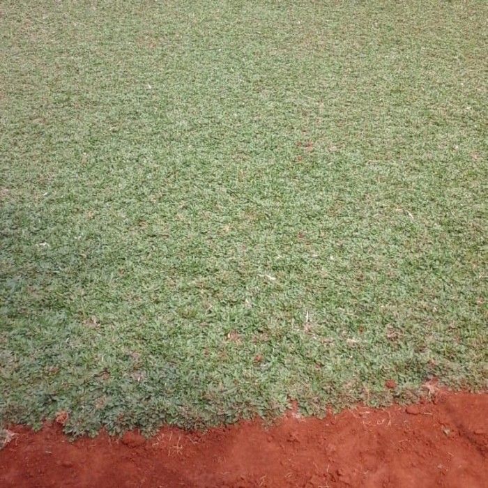 Jual rumput gajah mini ukuran 1m x 1m | Shopee Indonesia