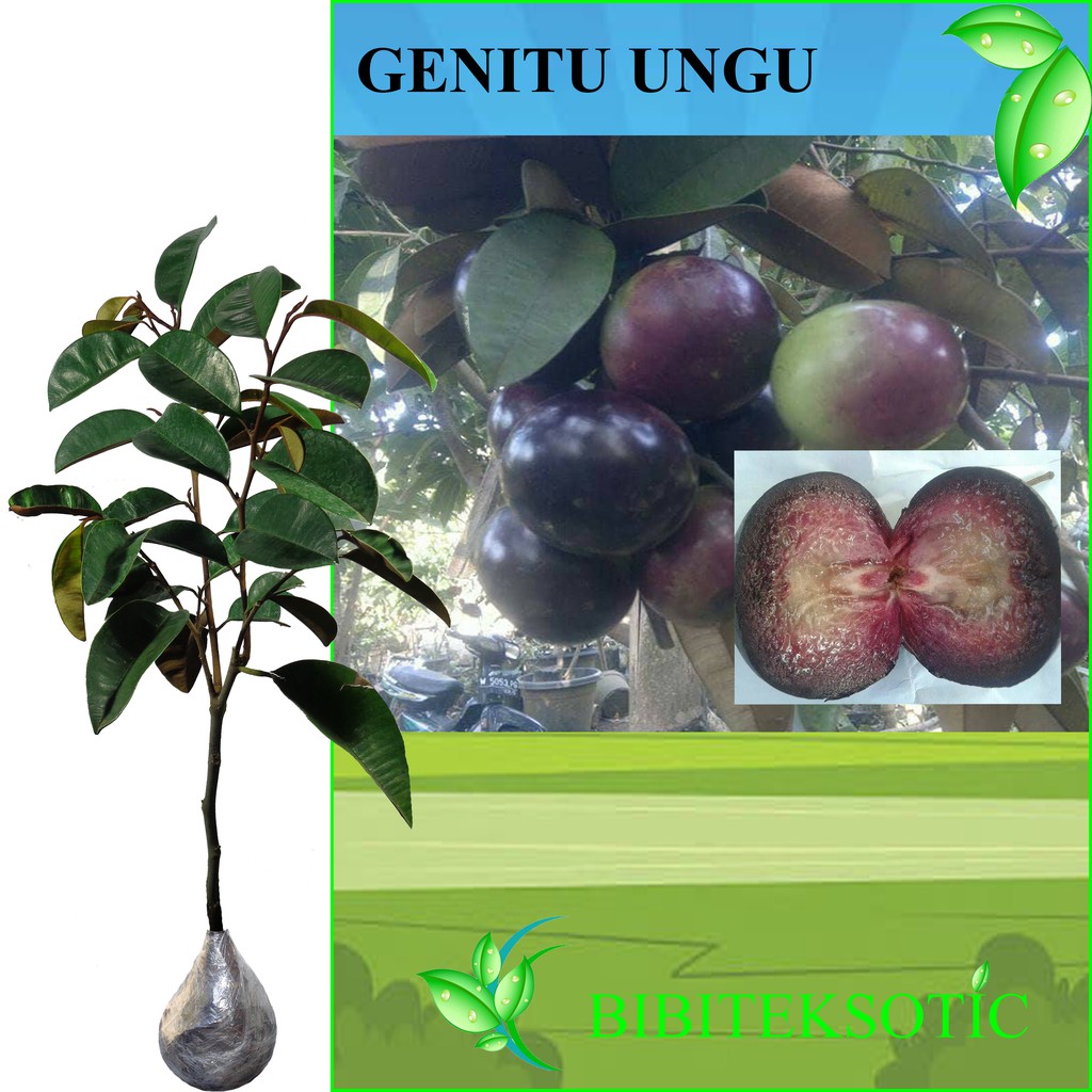 Jual Tanaman Genitu Ungu (Tinggi 40-60 cm) | Shopee Indonesia