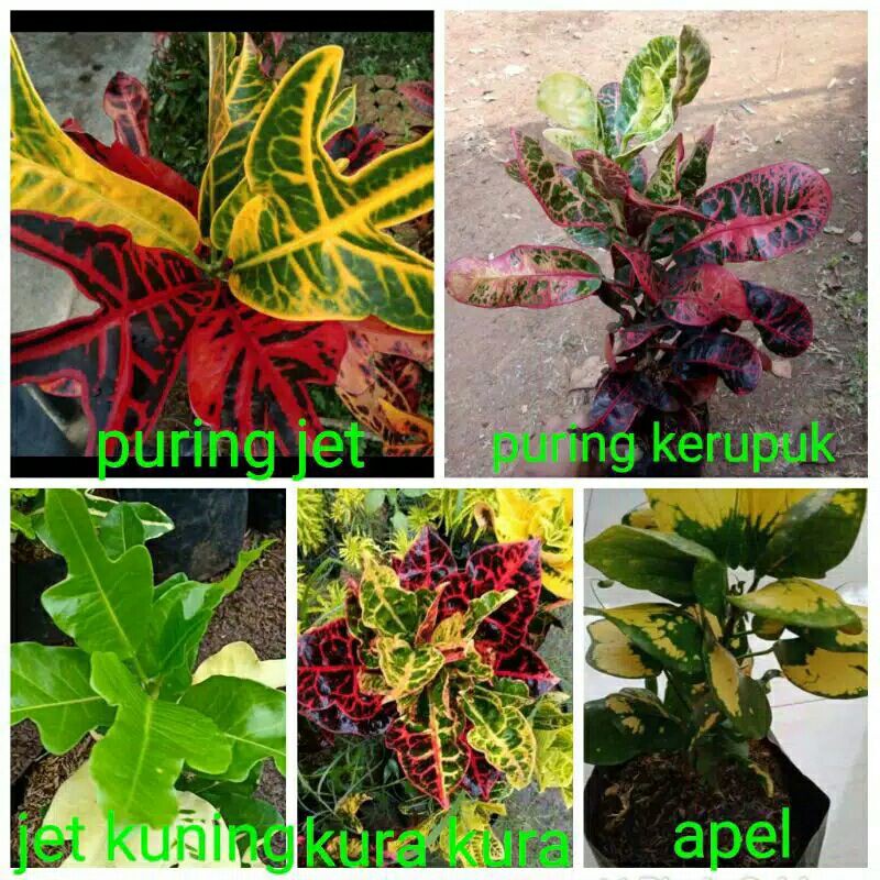 Jual paket 5 jenis puring-tanaman hias paket tanaman hias puring-puring ...