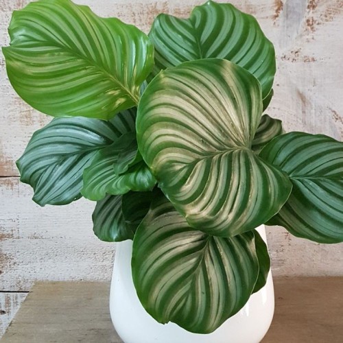 Jual Tanaman Hias Calathea Orbifolia / Kalatea Orbi | Shopee Indonesia