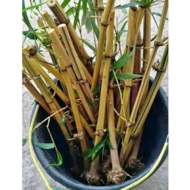Jual Bibit tanaman bambu kuning penangkal ilmu hitam | Shopee Indonesia