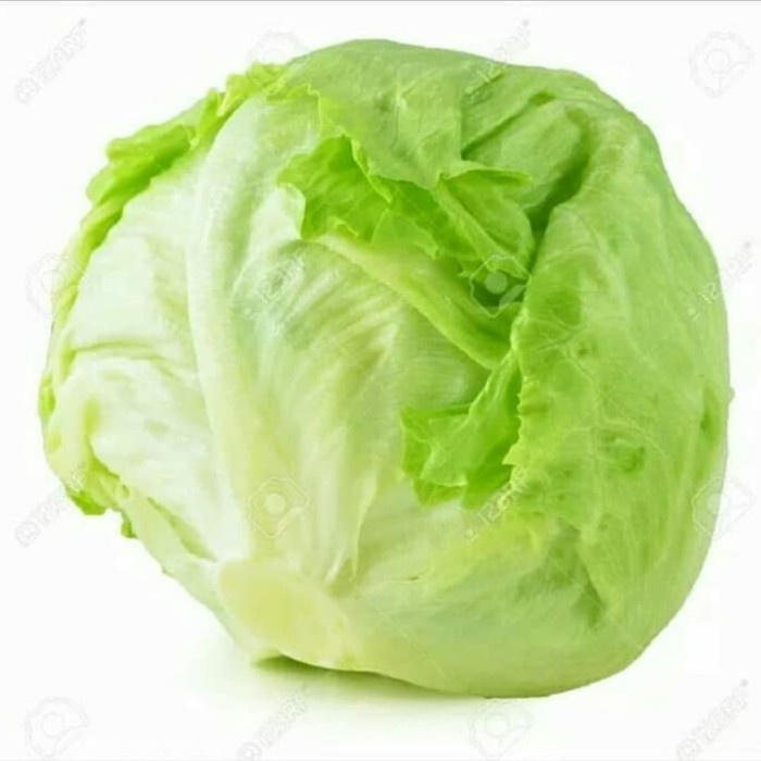 Jual Lettuce Head Pack ± 250 Gr Shopee Indonesia