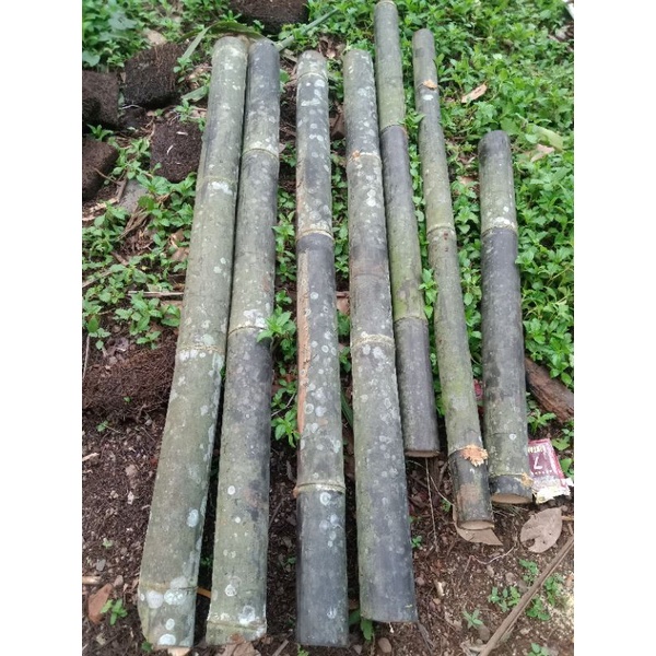 Jual Bambu hitam bulat utuh 1 meter. Bambu bahan kerajinan | Shopee ...