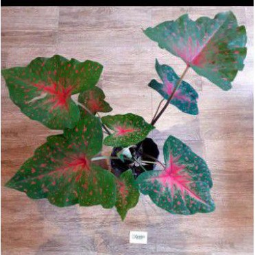 Jual tanaman Hias Pot Keladi Red Spider/caladium/Keladi Red Spider ...