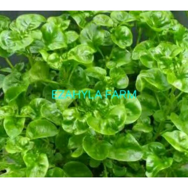 Jual sayuran segar daun bayam brazil 500g | Shopee Indonesia