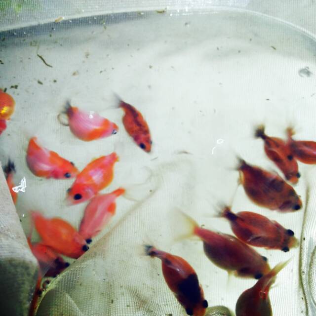 Jual Ikan mas koki mutiara | Shopee Indonesia