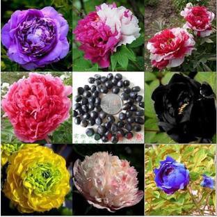 Jual Isi 8 Butir Benih Bunga Peoni Campur / Peony Mix | Shopee Indonesia
