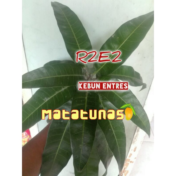 Jual Entres Mangga R2E2 buah jumbo bulat, warna orange (Australia ...