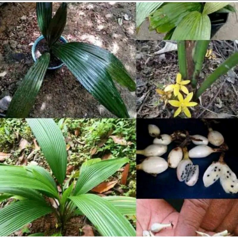 Jual BIBIT MARASI PAKET 3-4POHON | TANAMAN MARASI PARASI SIAP TANAM ...