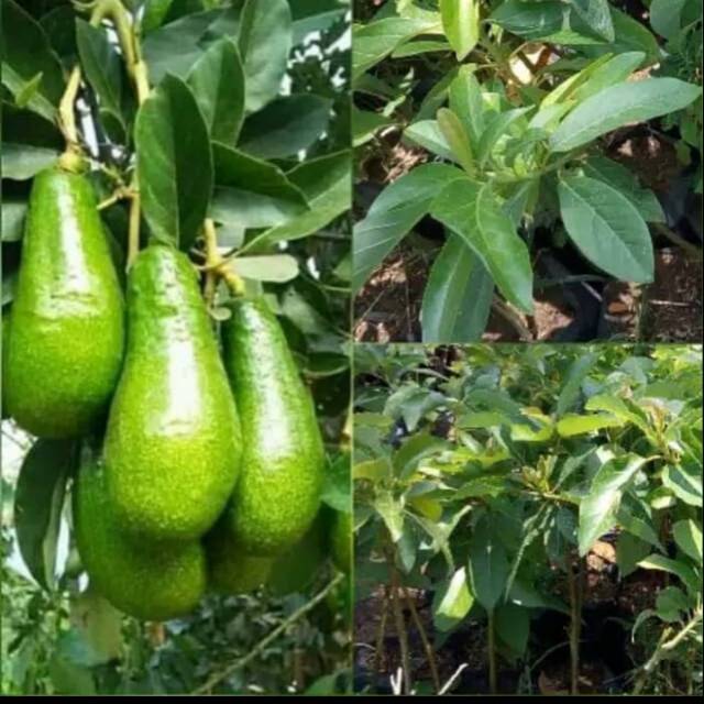 Jual Bibit Alpukat Pluwang // Alpukat Greenstar | Shopee Indonesia