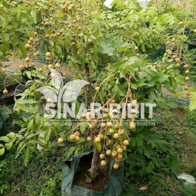 Jual bibit kelengkeng kateki super unggulan | Shopee Indonesia