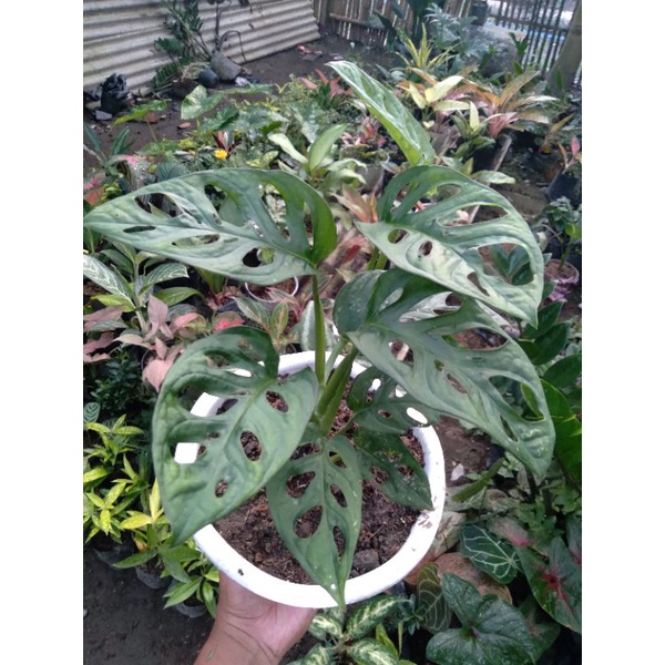 Jual Bunga Monstera Janda Bolong Daun 2 3 4 sudah berakar | Shopee ...