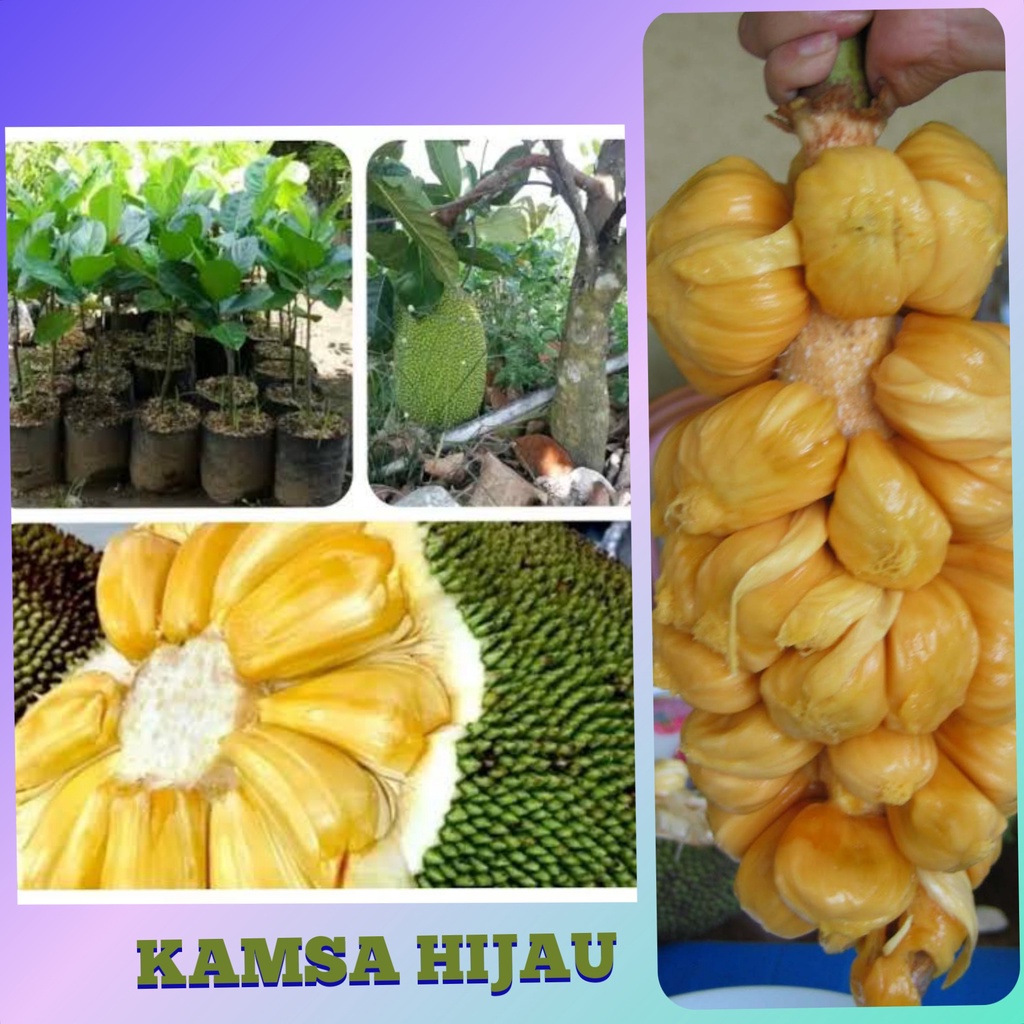 Jual paket bibit nangka mini dan nangkadak | Shopee Indonesia