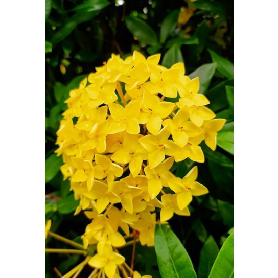 Jual Bunga asoka kuning berbunga | Shopee Indonesia