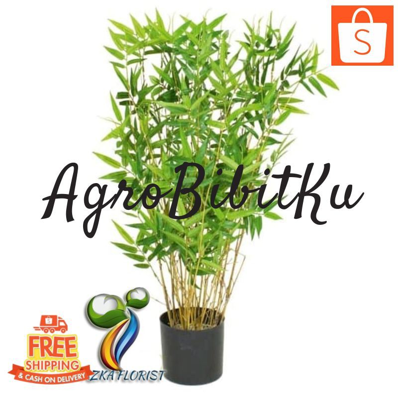 Jual TANAMAN HIAS HIDUP BIBIT BAMBU KUNING MINI UNGGULAN SUPER MURAH ...